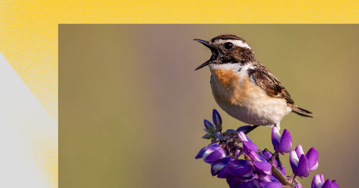 Mastersingers of nature: Birdsong in classical music